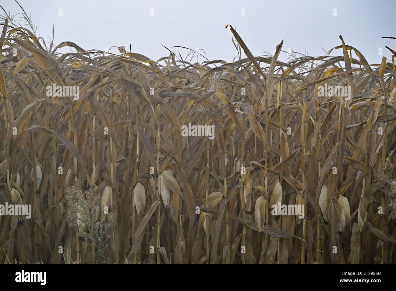 Corncob on the Corn Stem Stock Photo - Alamy
