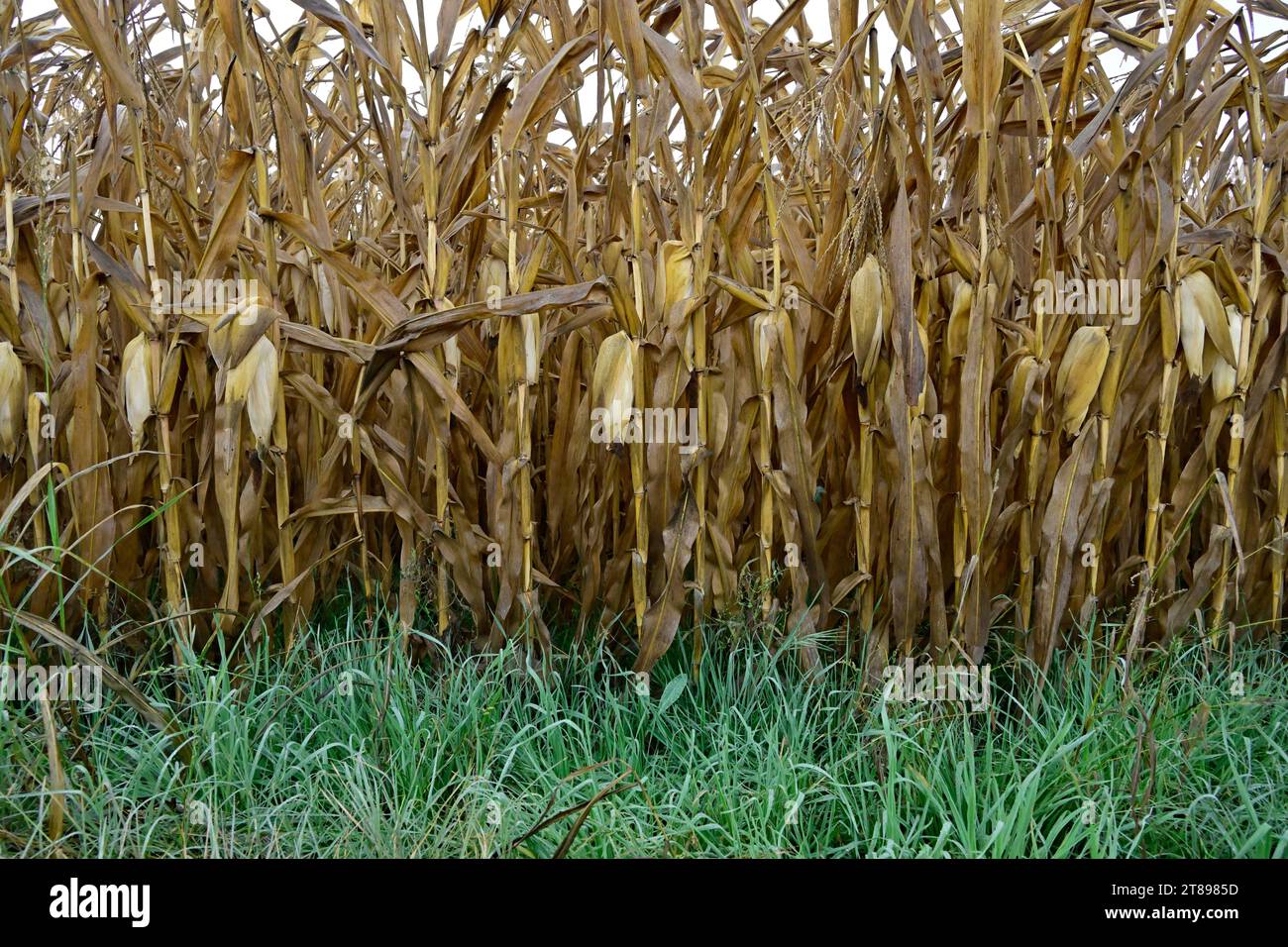 Corn stem hi-res stock photography and images - Alamy