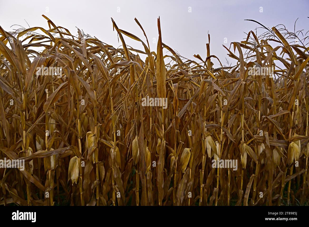 Corncob on the Corn Stem Stock Photo - Alamy