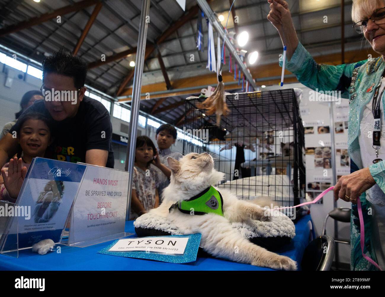 Sydney, Australia. 18th Nov, 2023. An exhibitor interacts with a cat at the Pet Show in Sydney ...