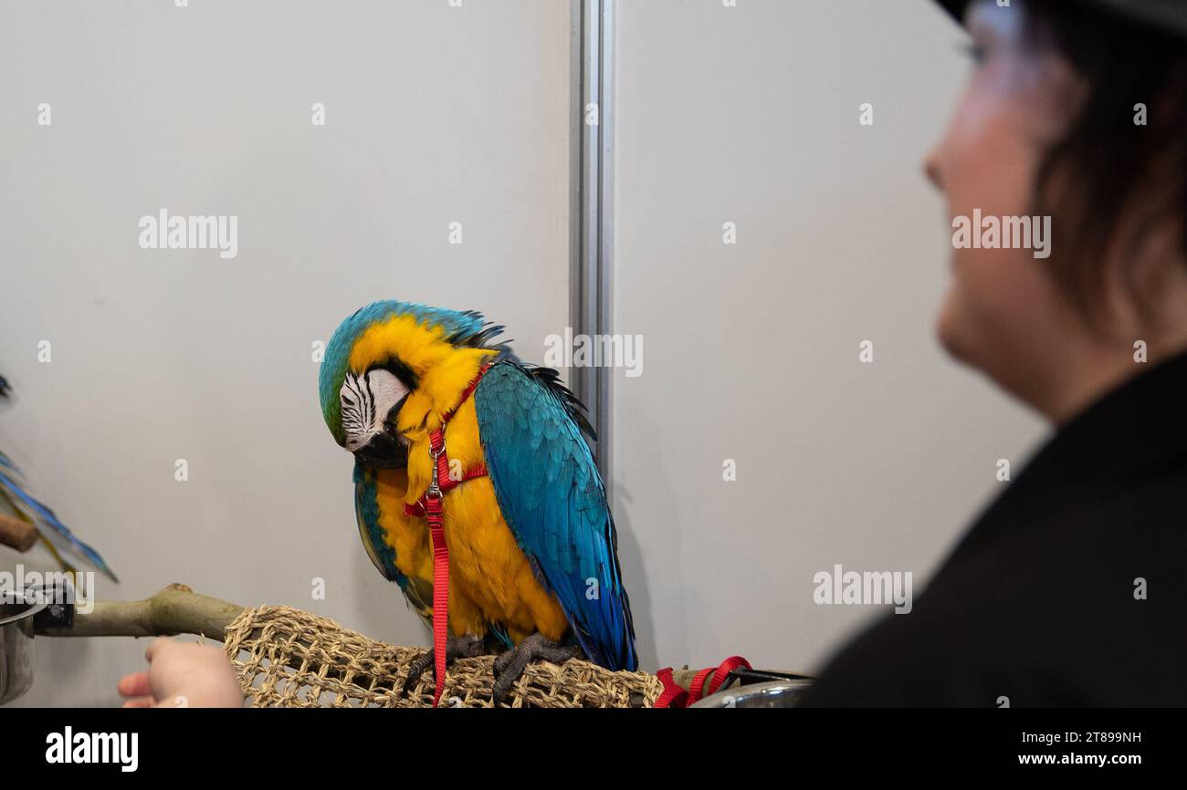 Sydney, Australia. 18th Nov, 2023. A parrot is seen at the Pet Show in ...