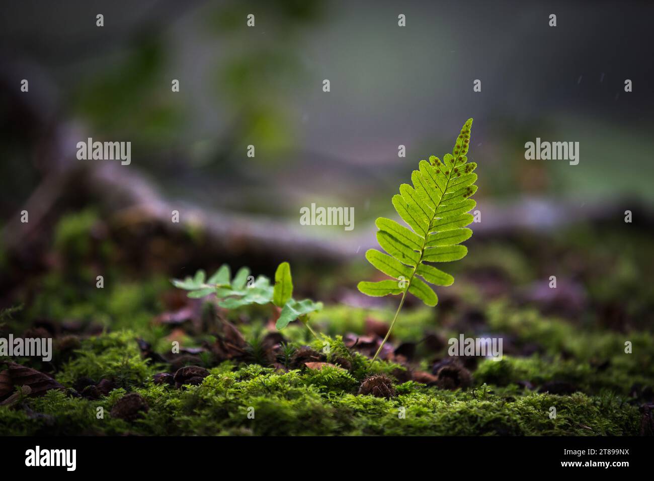 very small fern plant on mossy bank Stock Photo - Alamy