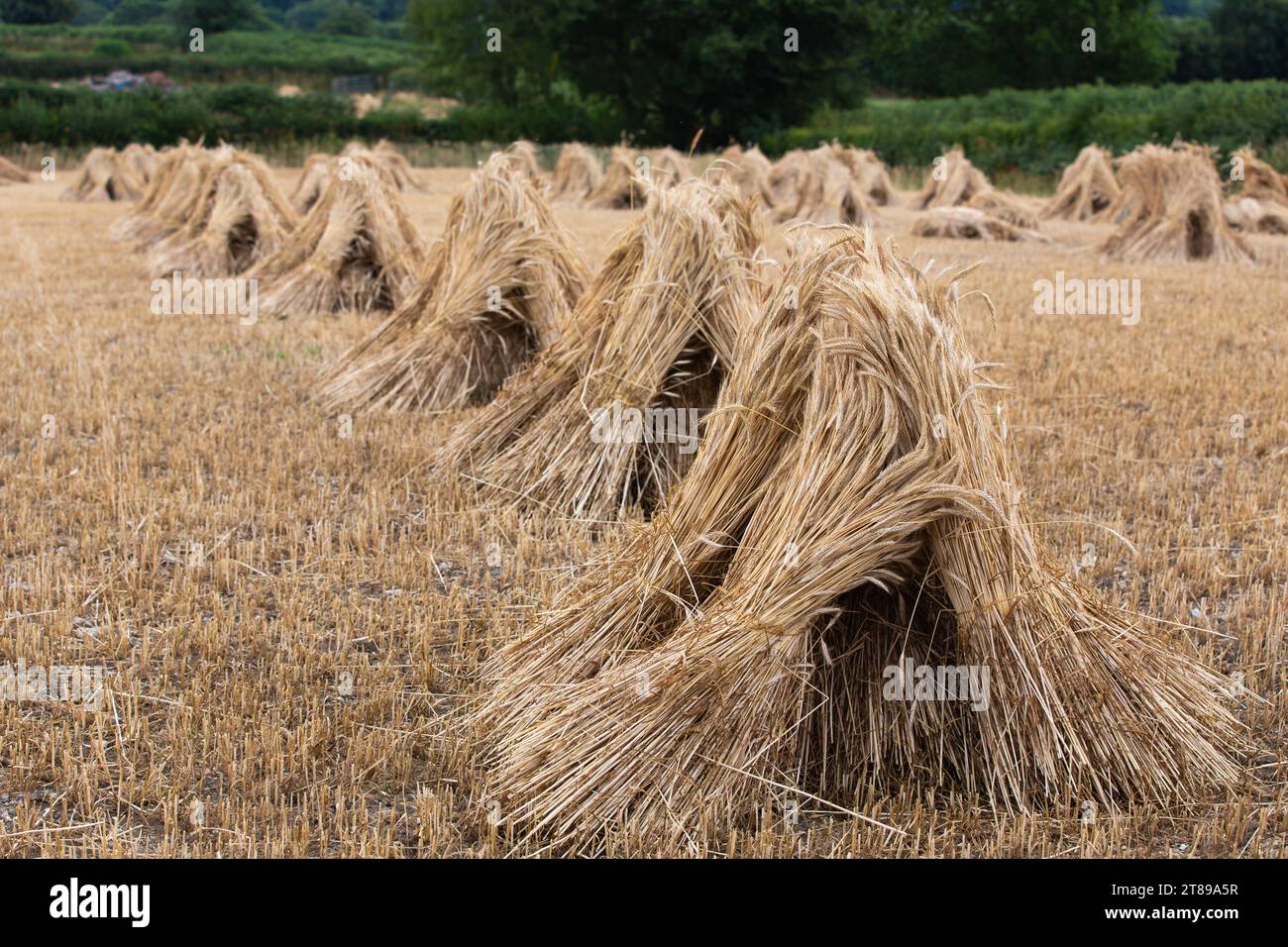 Traditional harvesting hi-res stock photography and images - Alamy