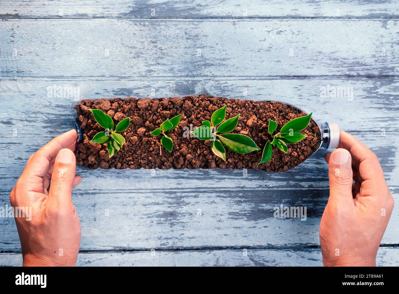Man planting trees, gardening In a plastic bottle. Recycling to reduce ...