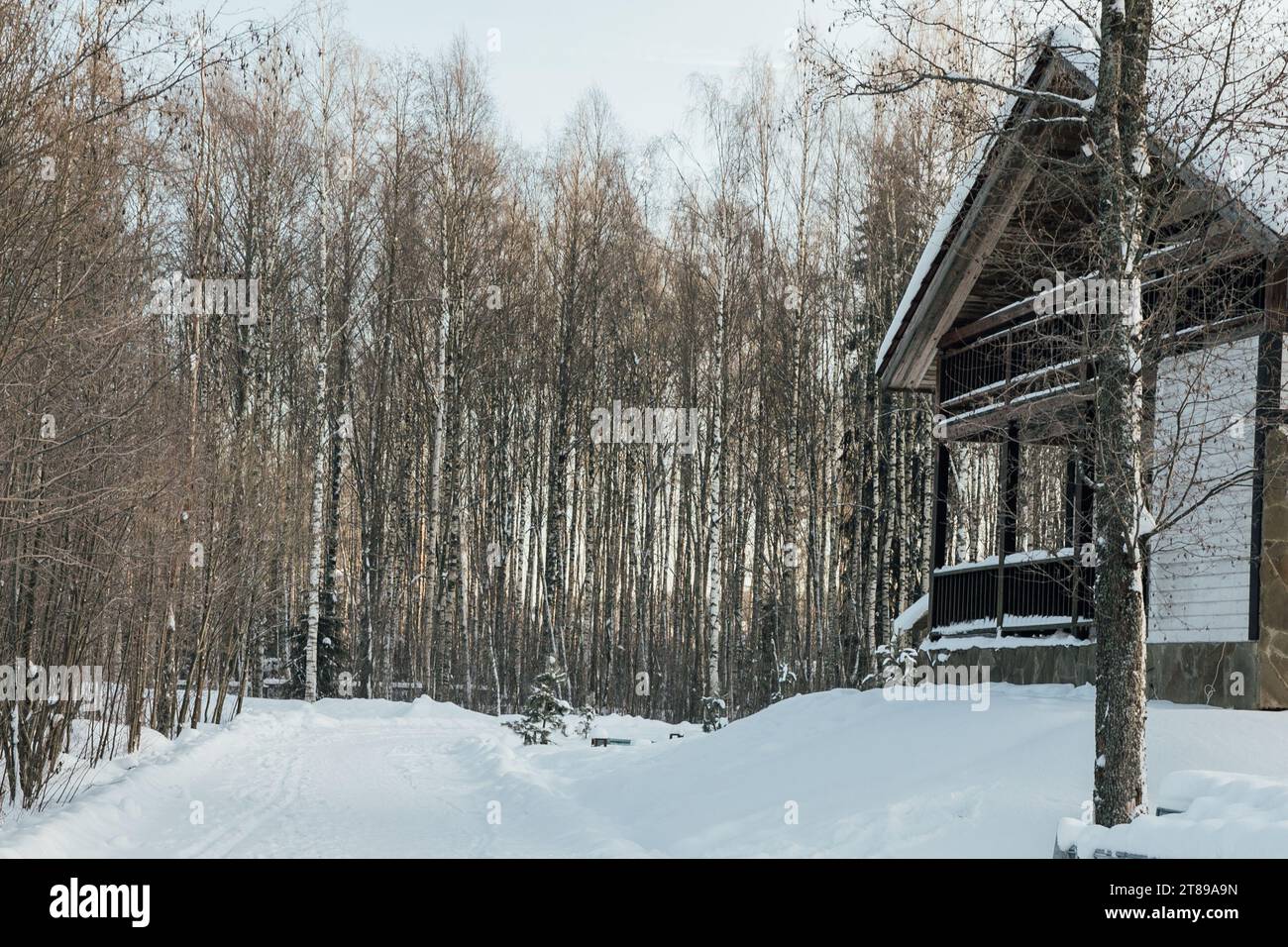 house in the forest with big trees with snow in winter travel winter ...