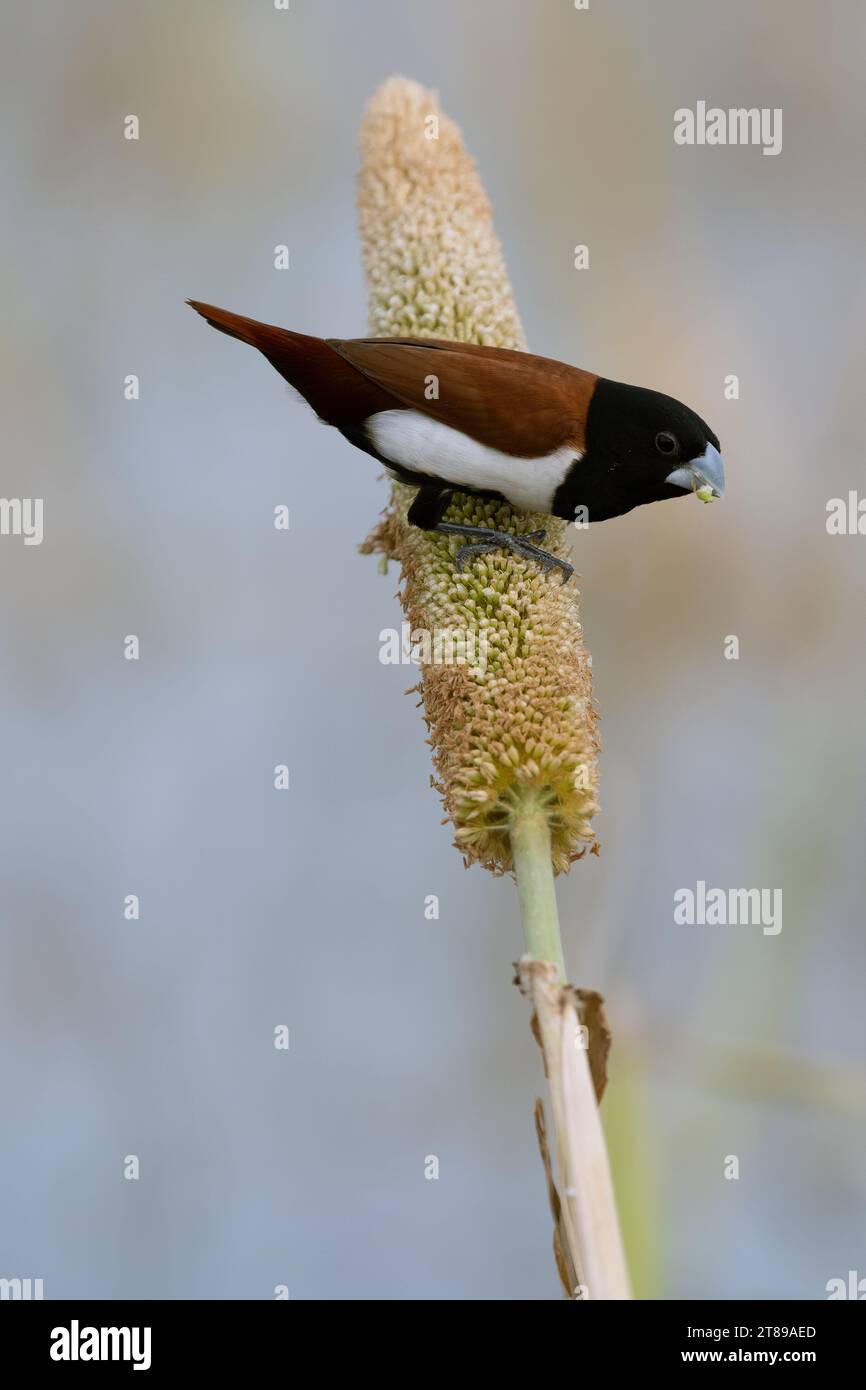 Tricoloured munia bird, India Stock Photo - Alamy