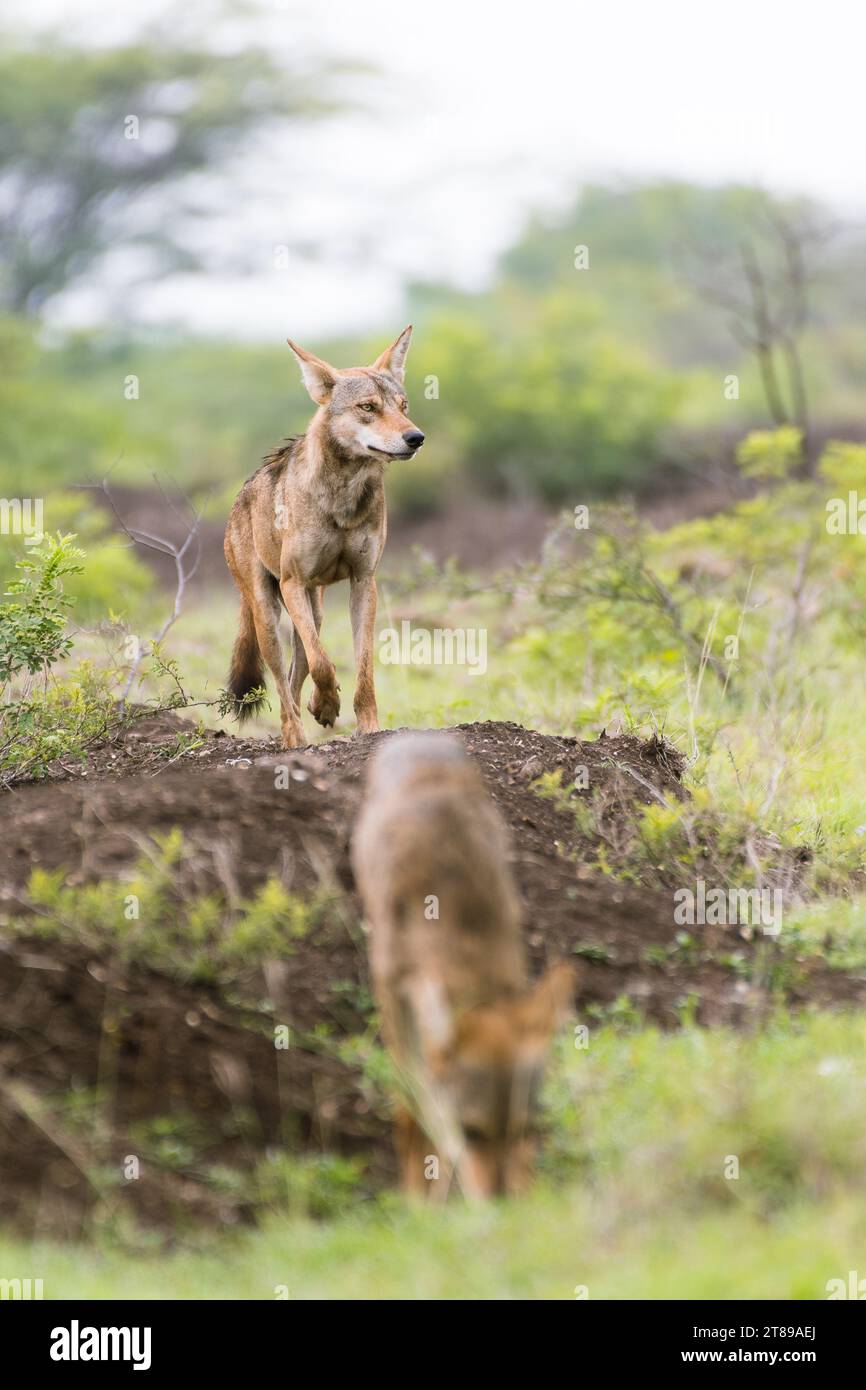 Indian grey wolf pack Stock Photo - Alamy