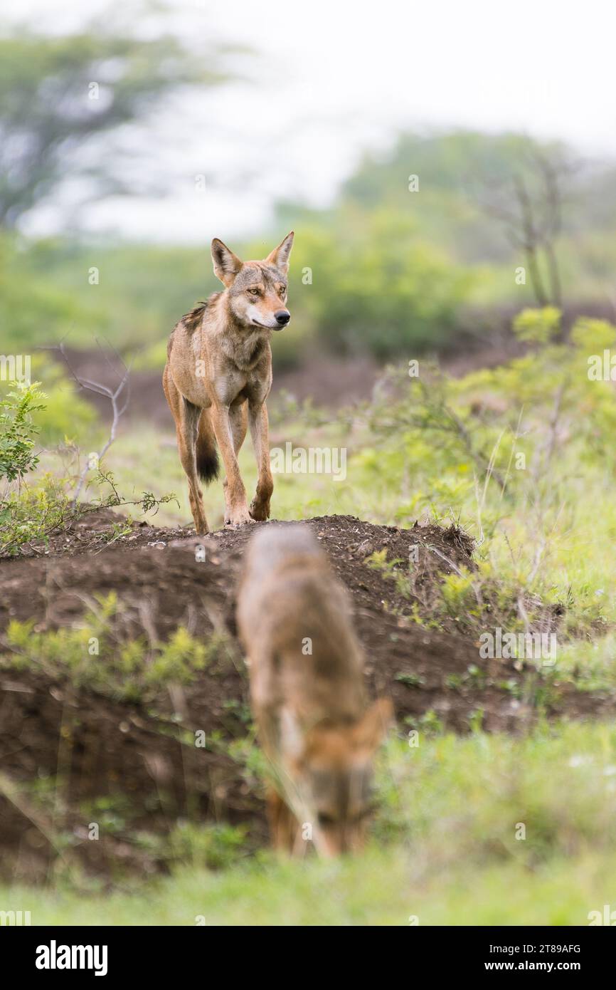 Indian wolf pack hi-res stock photography and images - Alamy