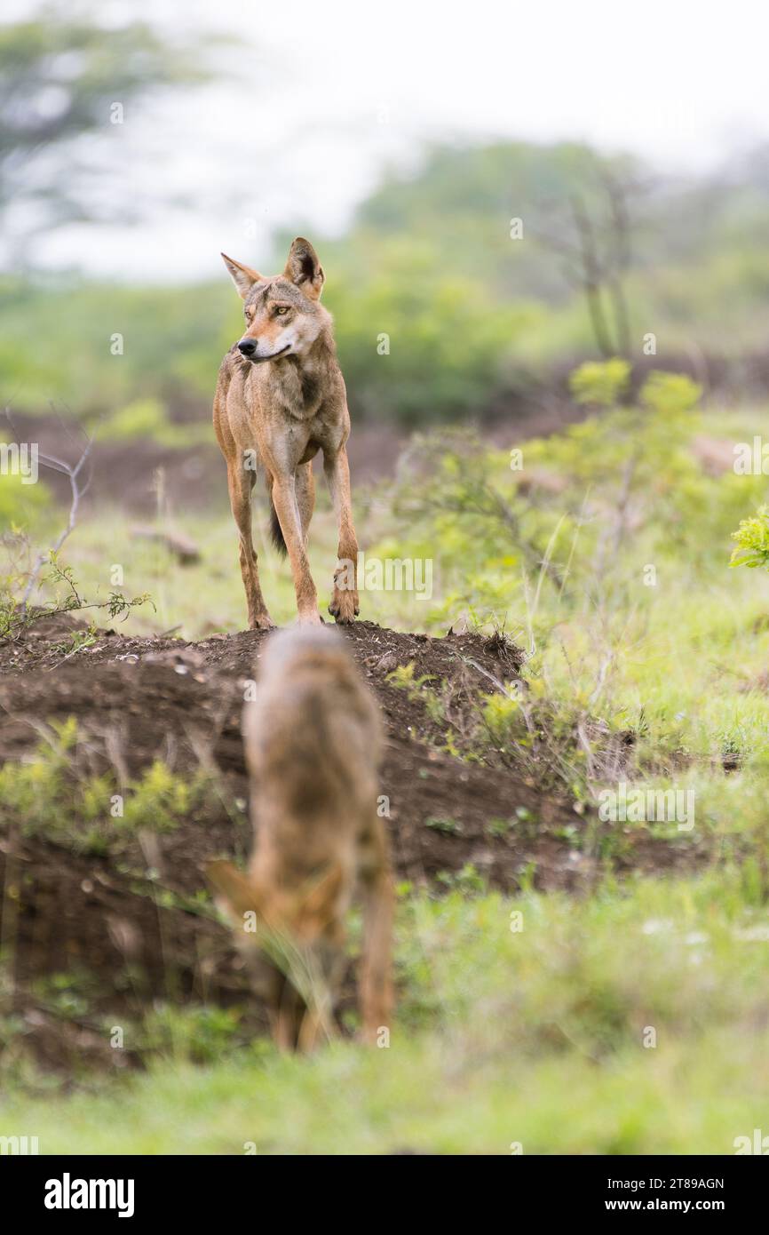 Indian grey wolf pack Stock Photo - Alamy