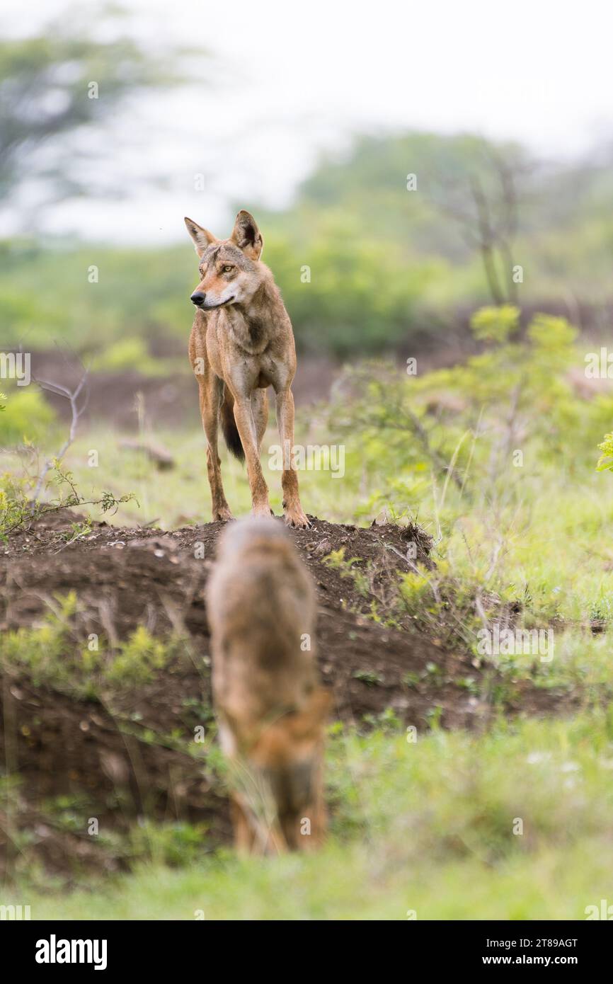 Indian wolf pack hi-res stock photography and images - Alamy