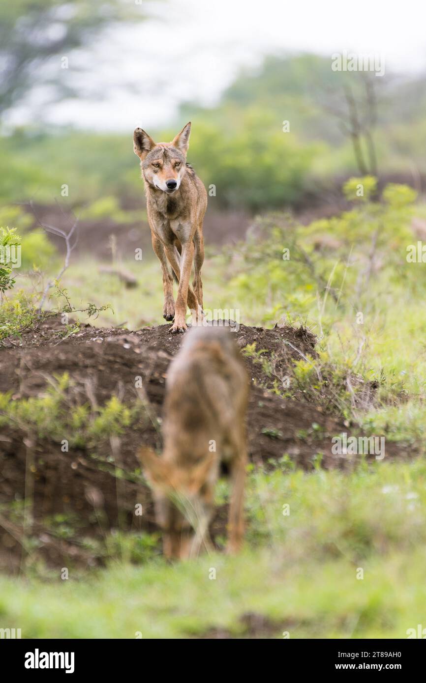 Indian grey wolf pack Stock Photo - Alamy