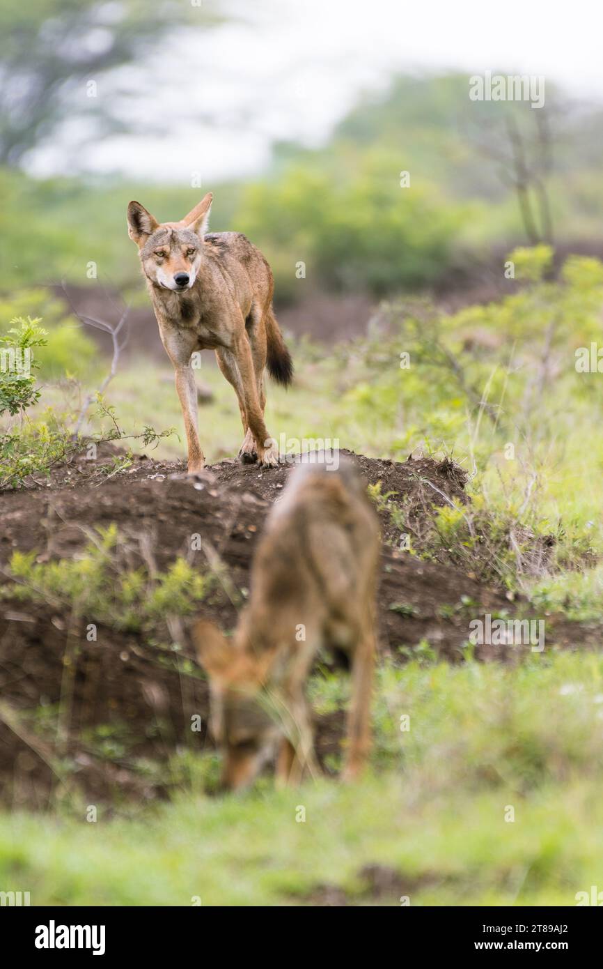 Indian grey wolf pack Stock Photo - Alamy