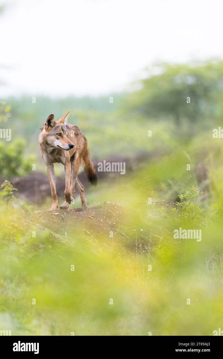 Indian grey wolf pack Stock Photo - Alamy
