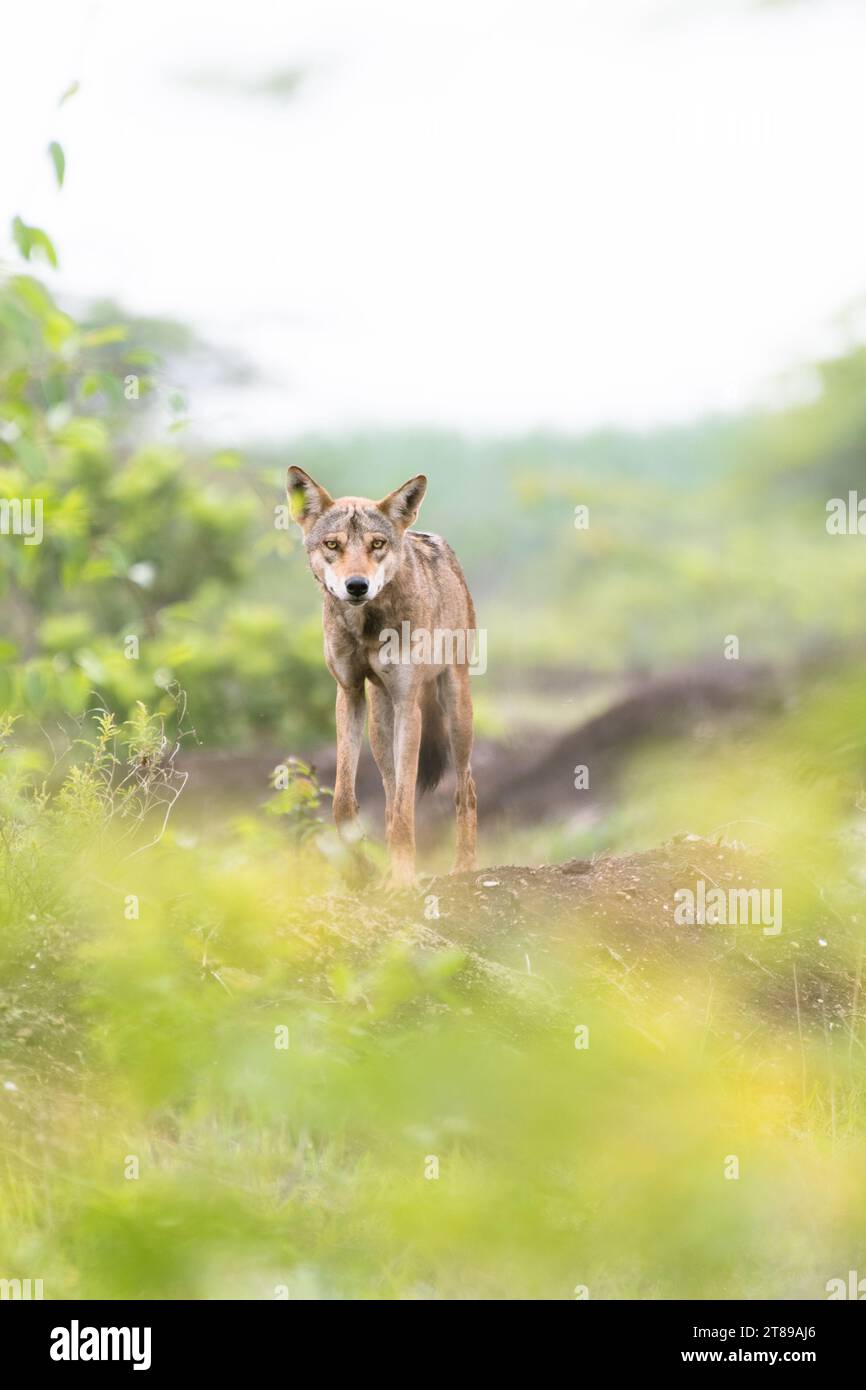 Indian grey wolf pack Stock Photo - Alamy