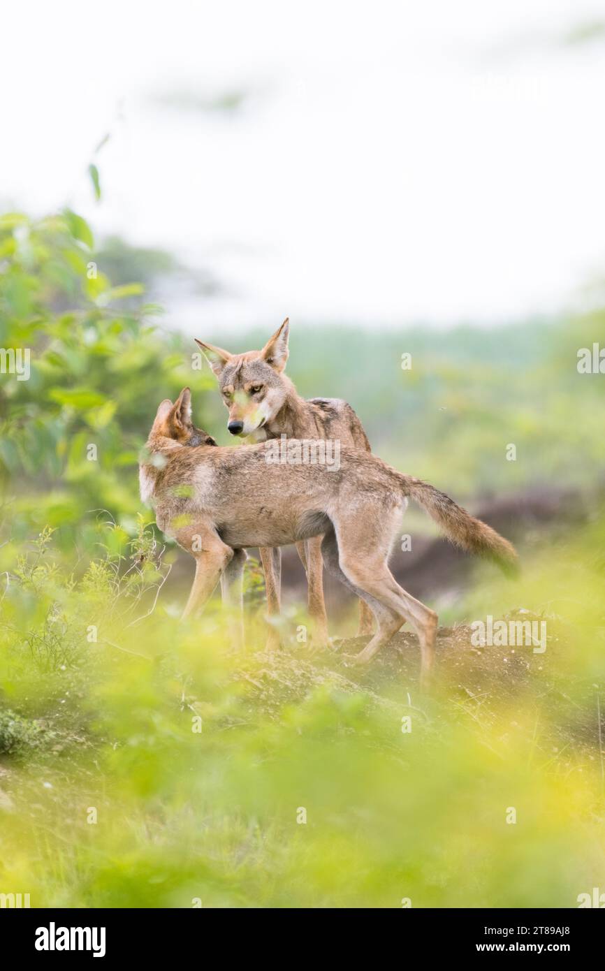 Indian grey wolf pack Stock Photo - Alamy