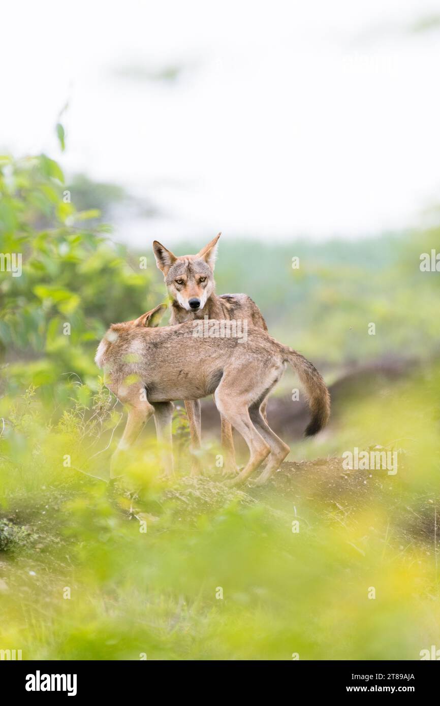 Indian grey wolf pack Stock Photo - Alamy