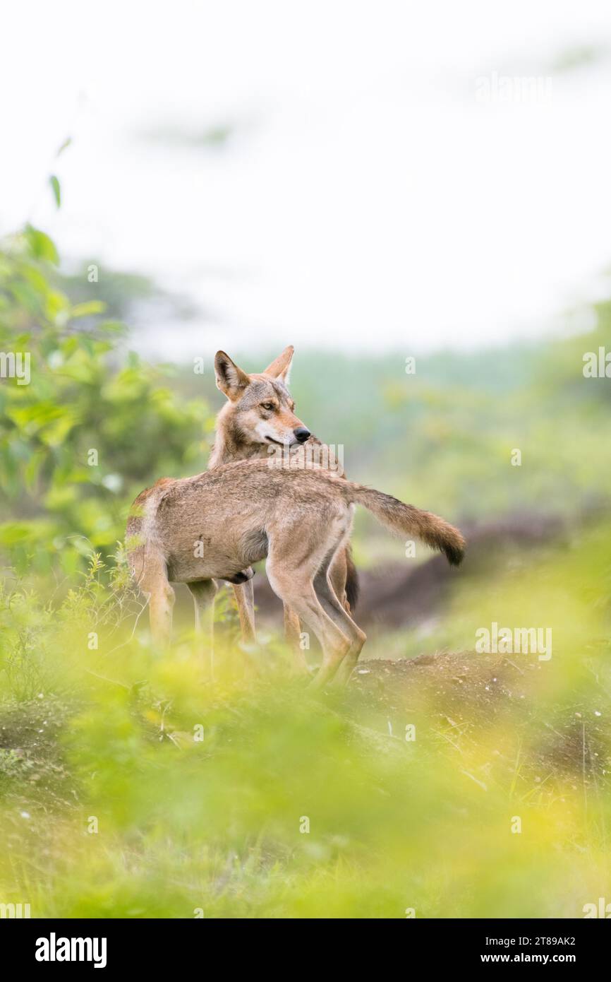 Wolves jungle indian hi-res stock photography and images - Alamy