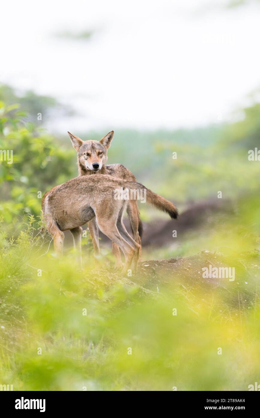Indian grey wolf pack Stock Photo - Alamy