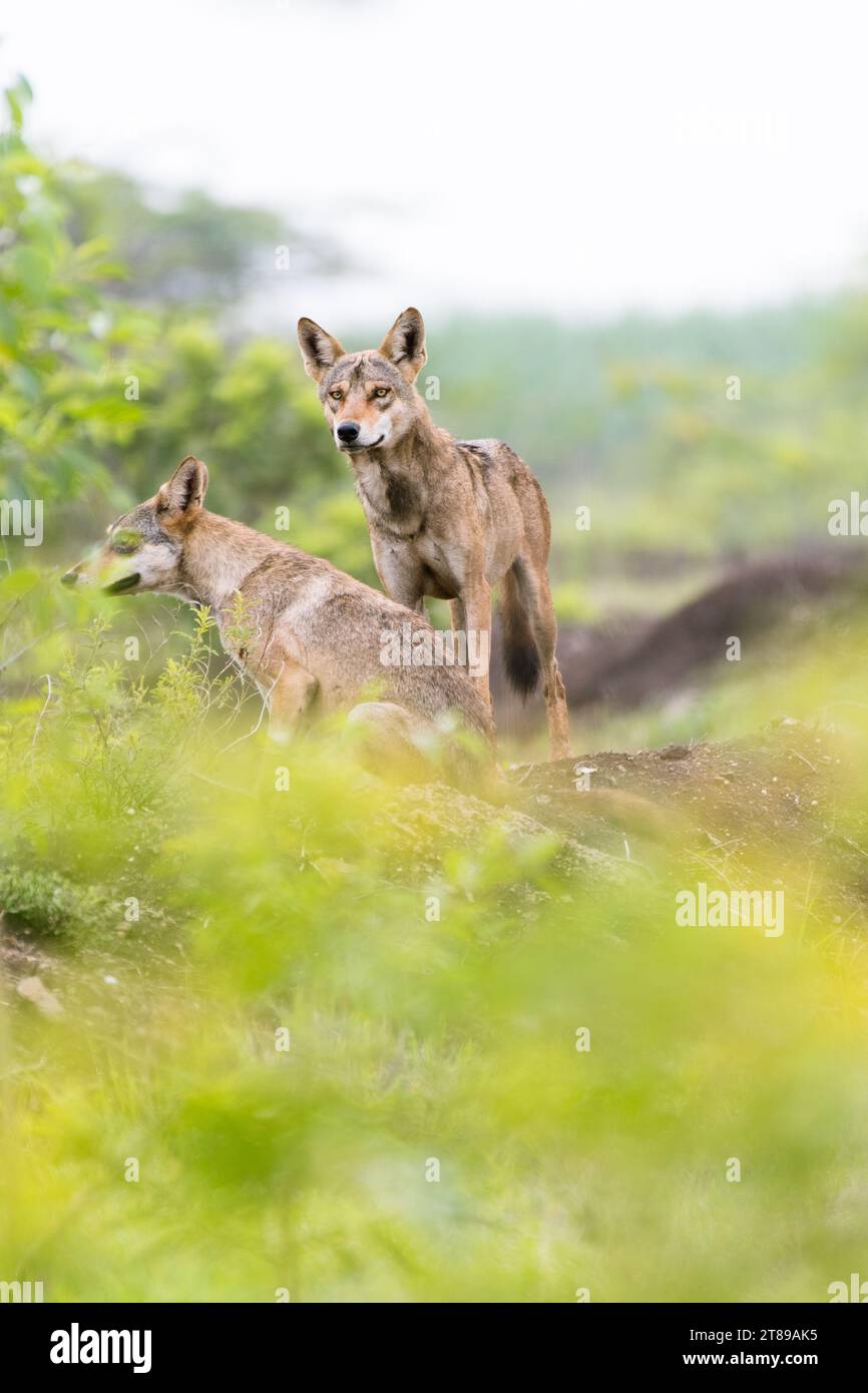 Indian grey wolf pack Stock Photo - Alamy