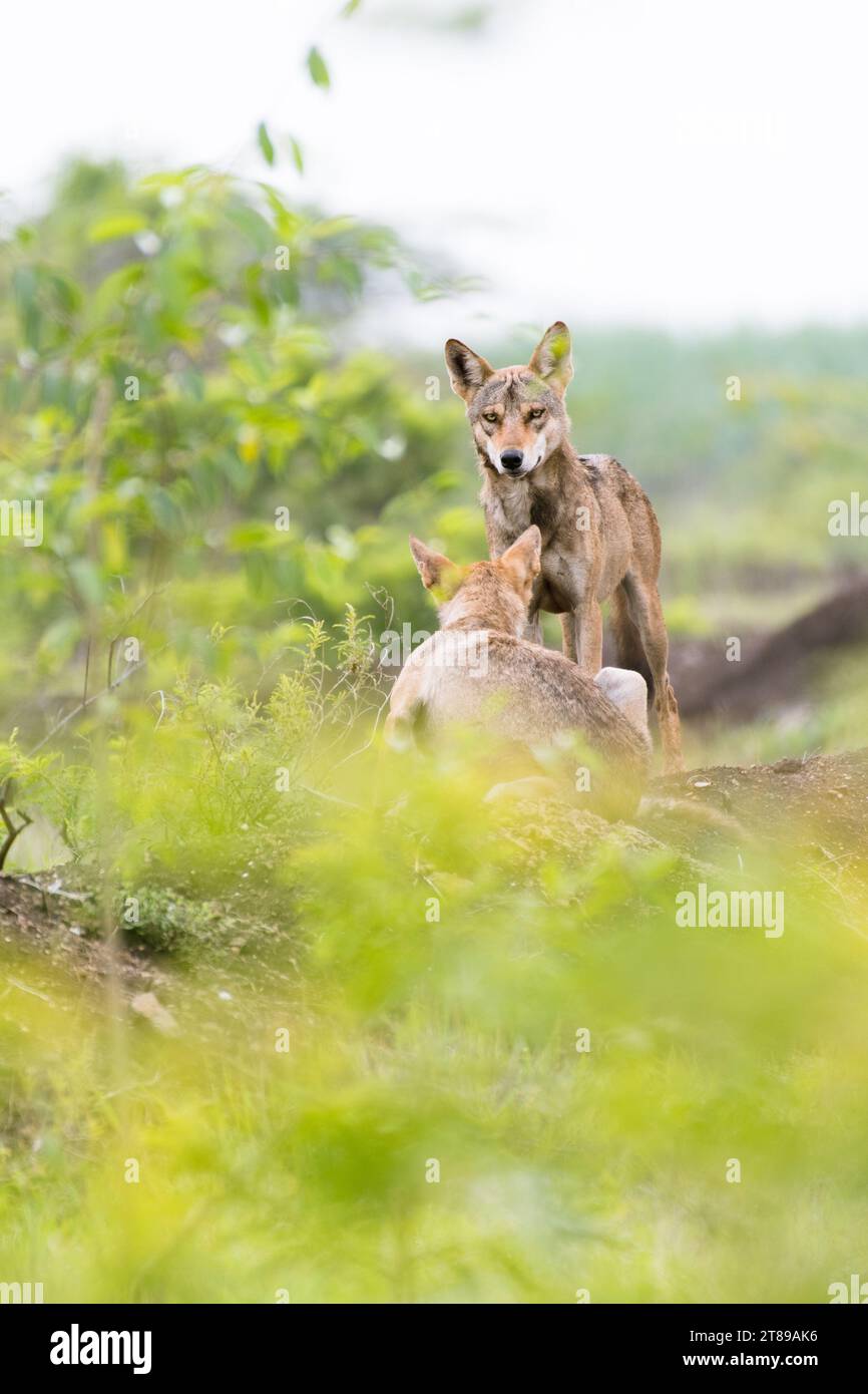 Indian grey wolf pack Stock Photo - Alamy