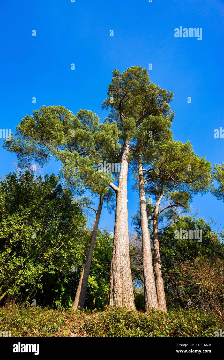 Looking up at trees hi-res stock photography and images - Alamy
