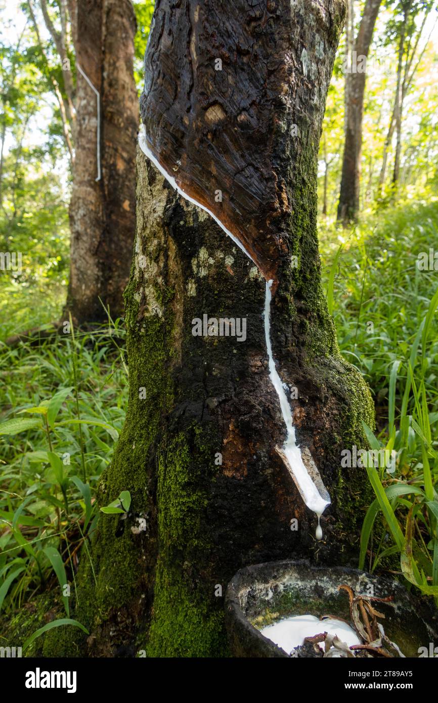 Rubber tree (Hevea brasiliensis) at a plantation, Sumatra Stock Photo ...