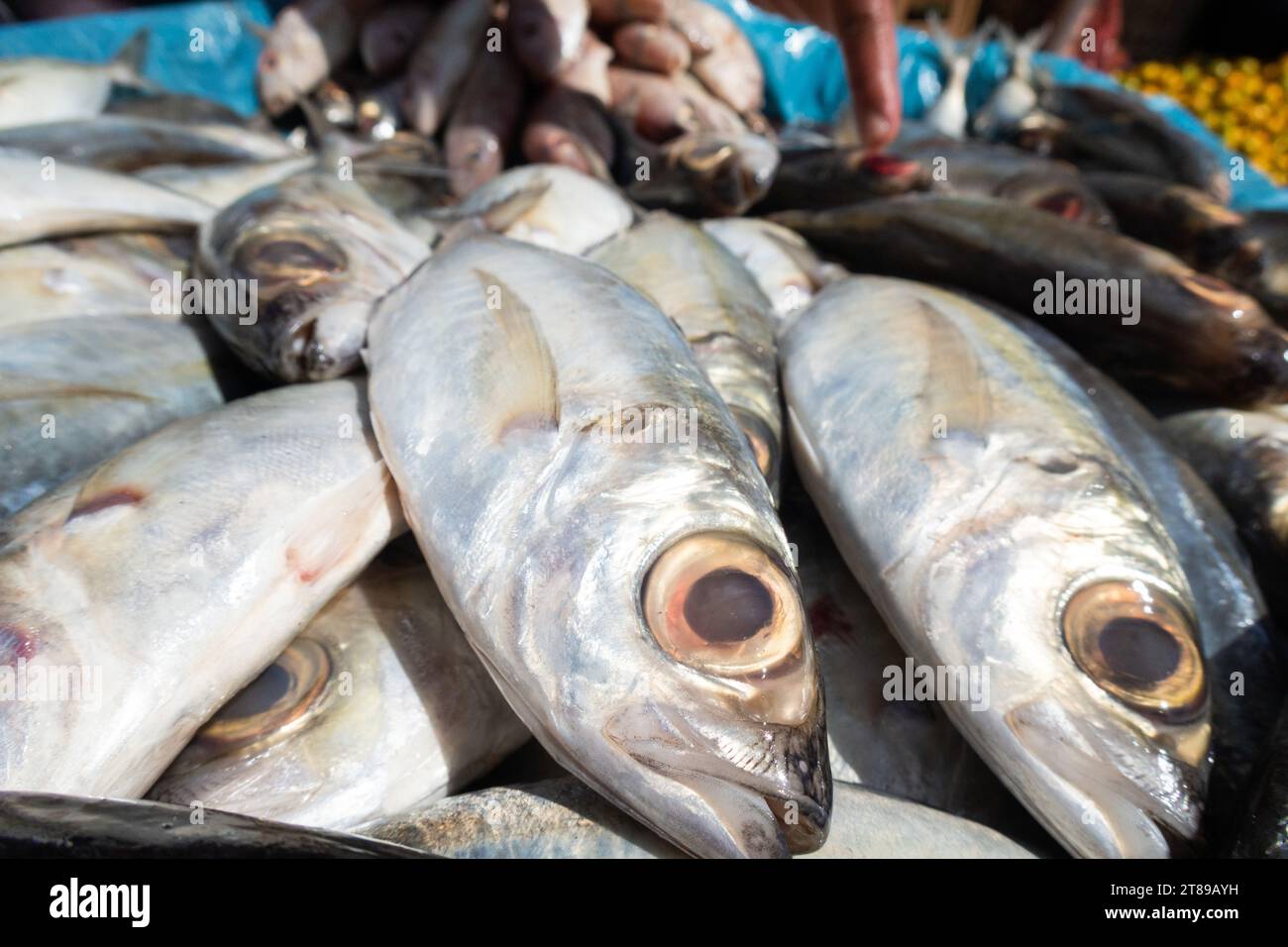 Dried fish at a street market, Sumatra, Indonesia Stock Photo - Alamy