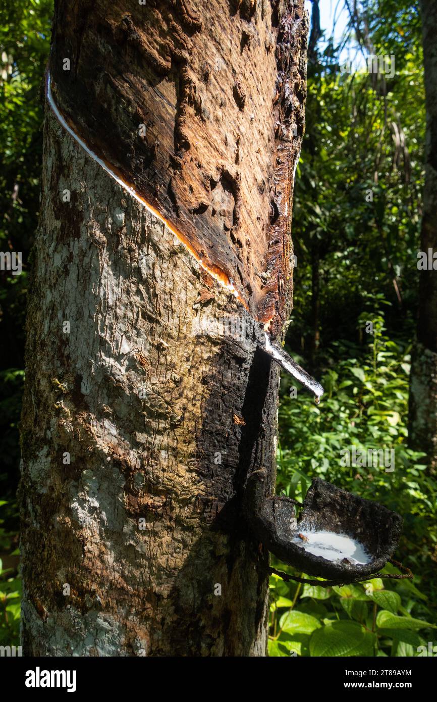 Rubber tree (Hevea brasiliensis) at a plantation, Sumatra Stock Photo ...