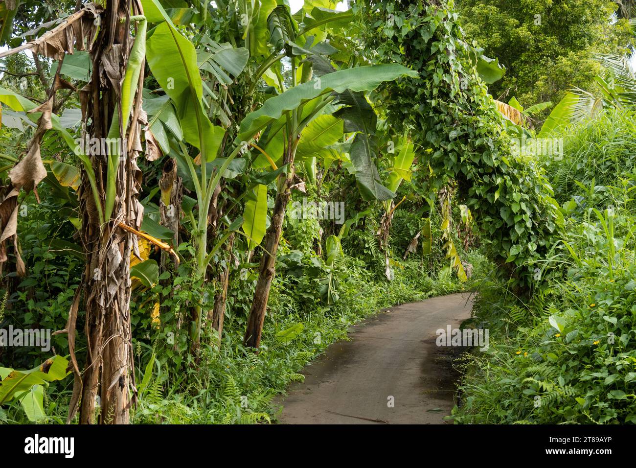 Path through the jungle in Bali Stock Photo - Alamy
