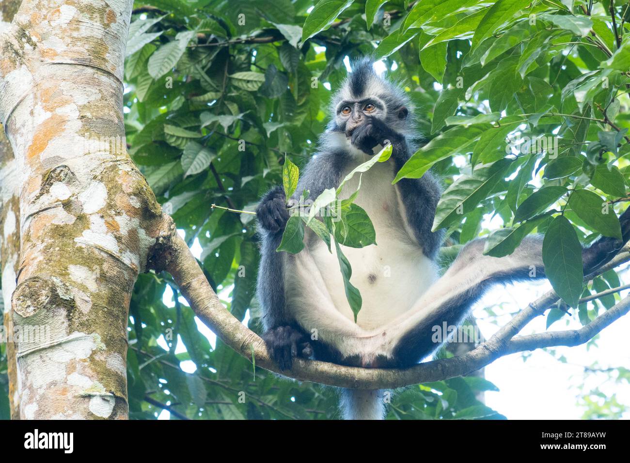 Thomas leaf monkey / Thomas' langur (Presbytis thomasi Stock Photo - Alamy