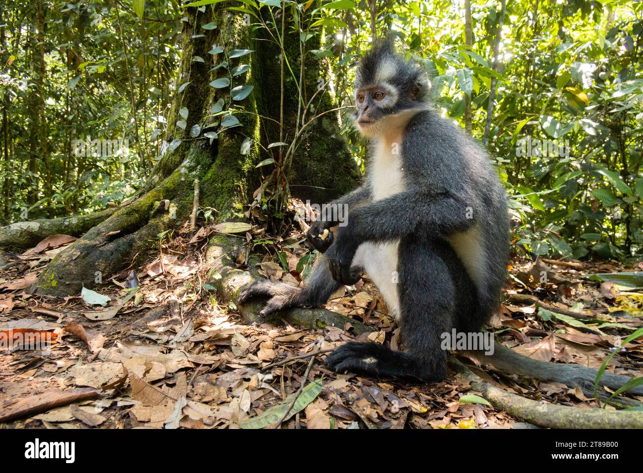 Thomas leaf monkey / Thomas' langur (Presbytis thomasi Stock Photo - Alamy