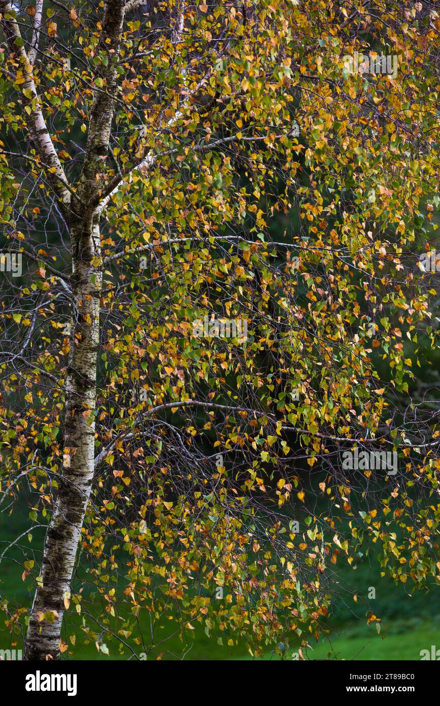 Silver Birch tree showing autumnal colours Stock Photo - Alamy