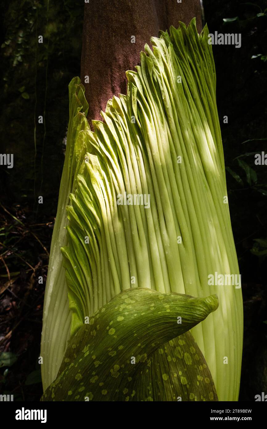 Wild Titan arum (Amorphophallus titanum) flower in Sumatra Stock Photo ...