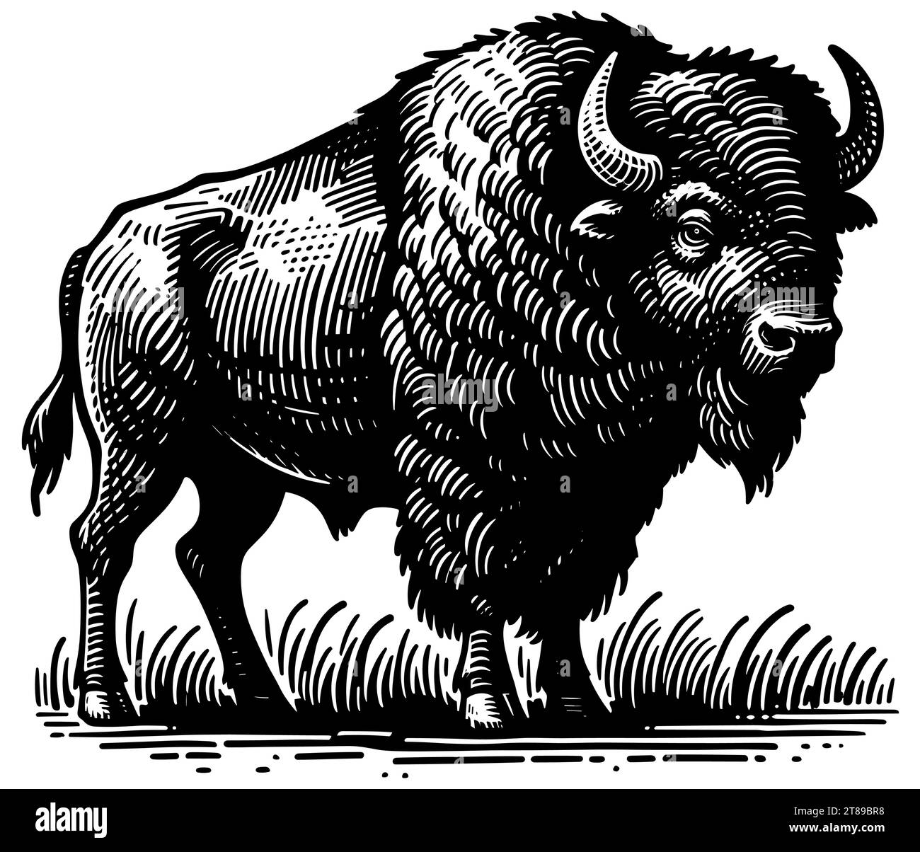 Linocut style illustration of American bison isolated on white ...