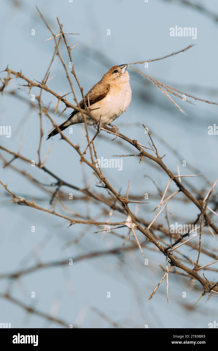 Indian silverbill bird Stock Photo - Alamy