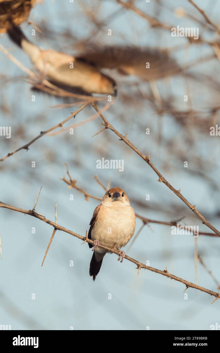 Indian silverbill bird Stock Photo - Alamy