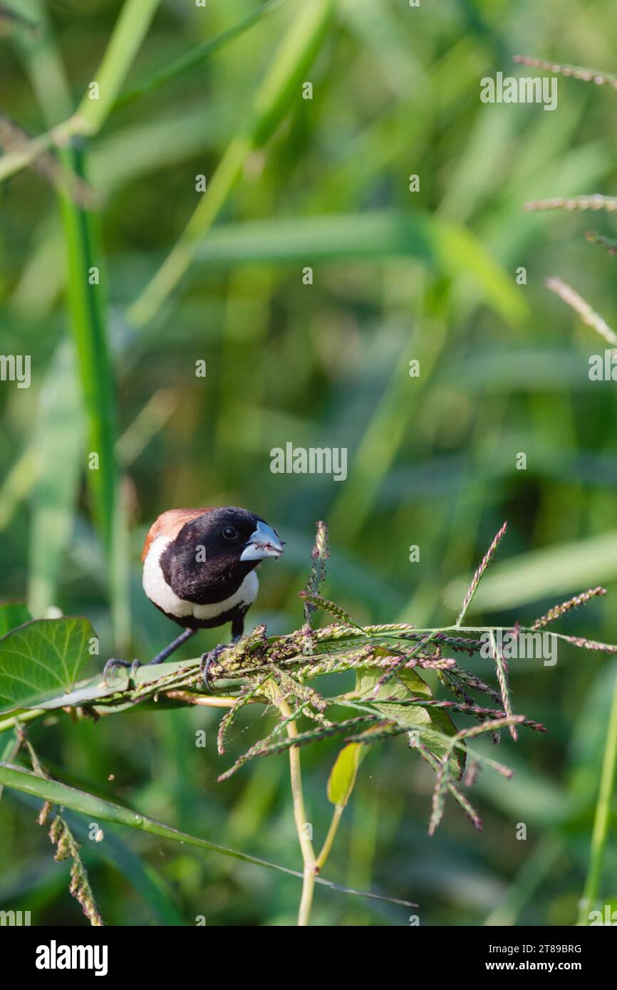 Tricoloured munia bird Stock Photo - Alamy