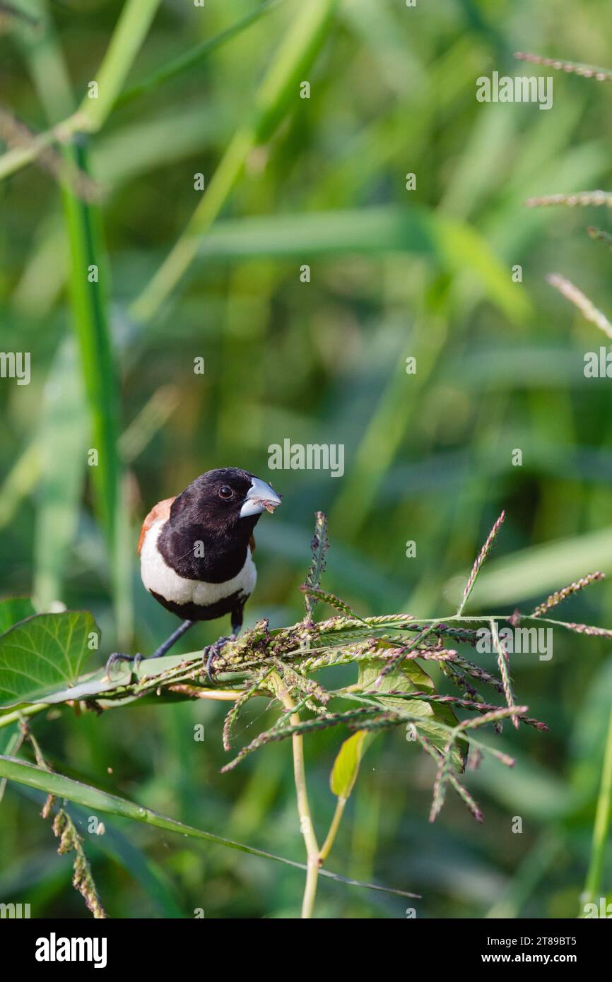 Tricoloured munia bird Stock Photo - Alamy