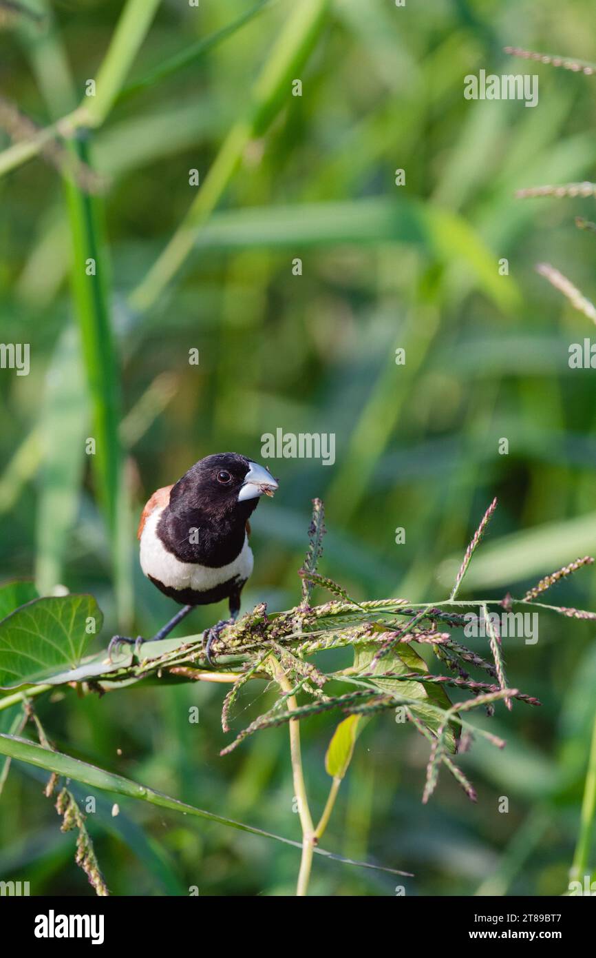 Tricoloured munia bird Stock Photo - Alamy