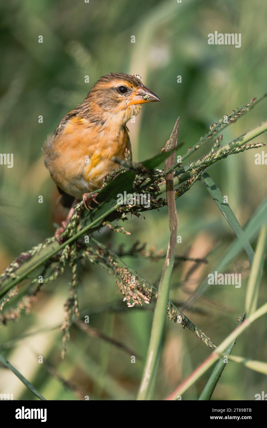 Female Baya Weaver Bird Stock Photo - Alamy