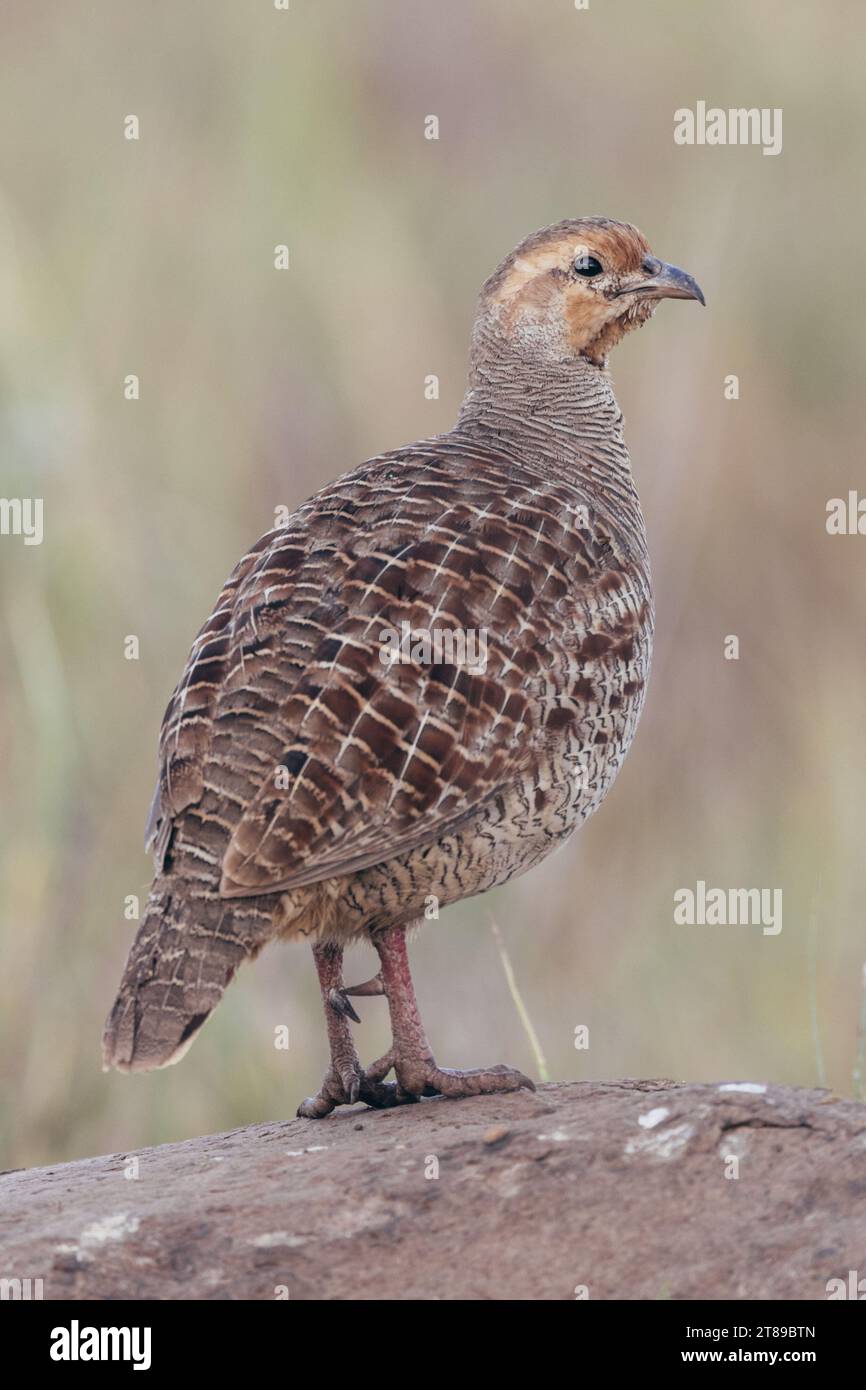 Grey francolin bird Stock Photo - Alamy