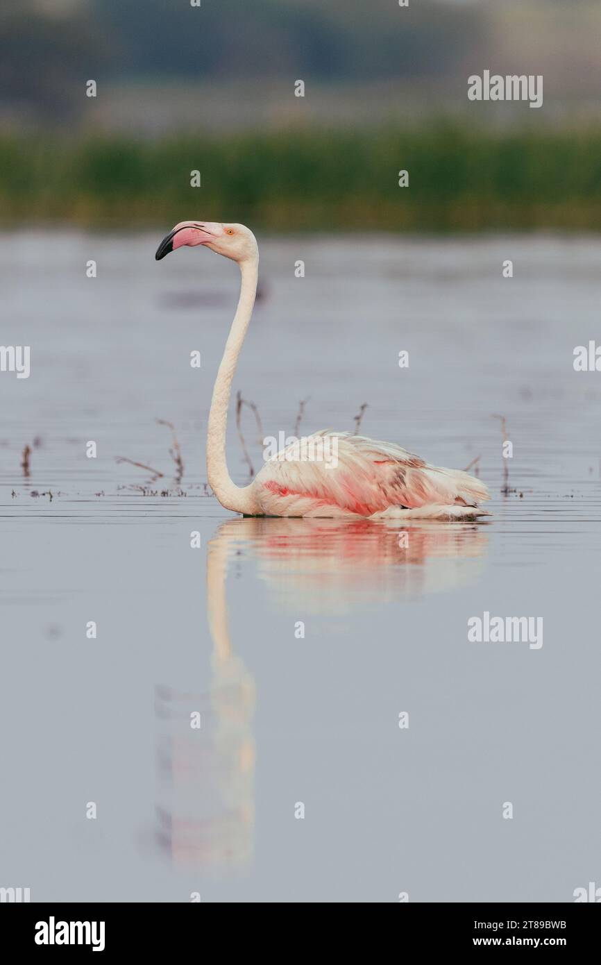 Flamingo in the lake with its reflection Stock Photo - Alamy