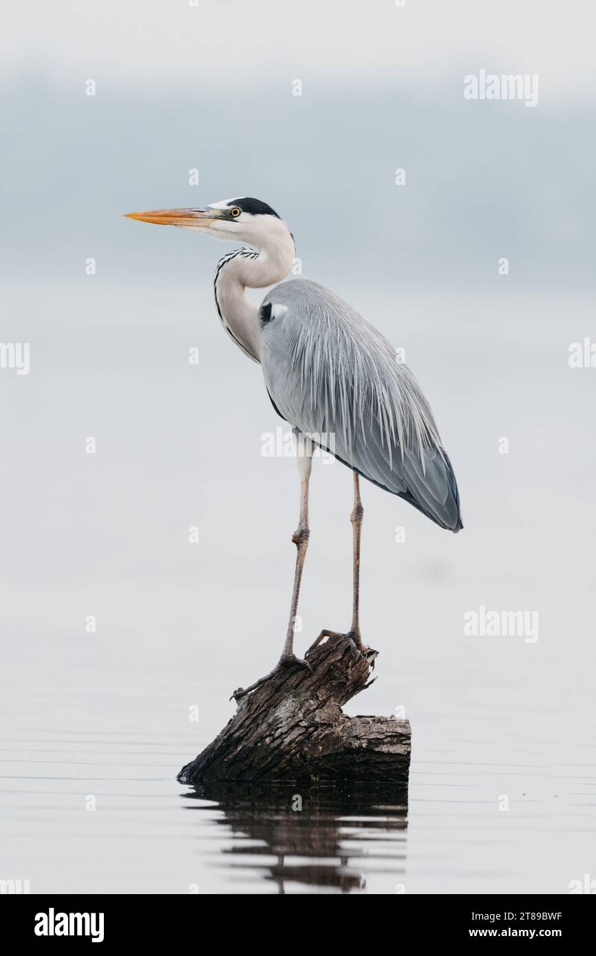 Migratory shorebirds india hi-res stock photography and images - Alamy