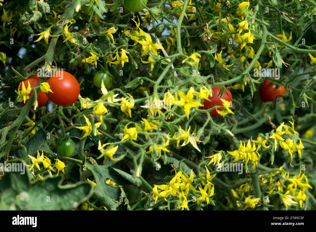 Growing tomatoes, Solanum lycopersicum, flowering, Tomatoes flowers ...