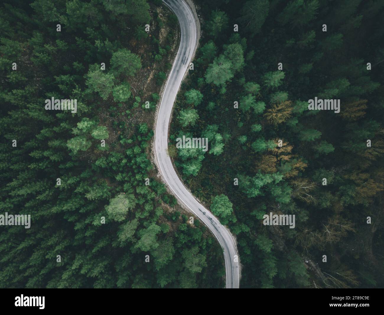 Aerial pine trees country road hi-res stock photography and images - Alamy