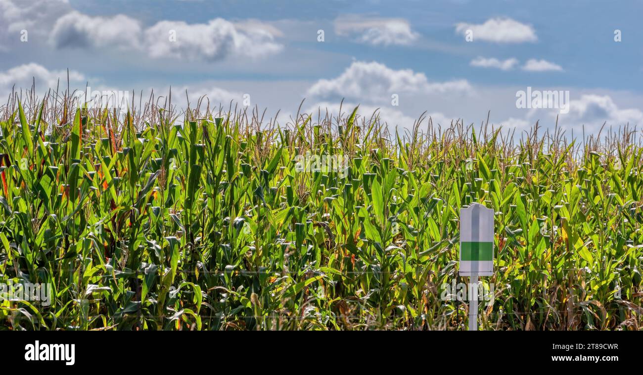 agriculture advancements in testing seeds and crops, green field of ...