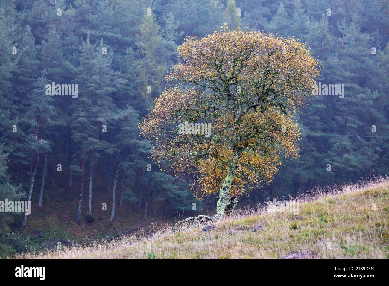 Autumnal tree against backdrop of pine forrest, Perthshire, Scotland ...