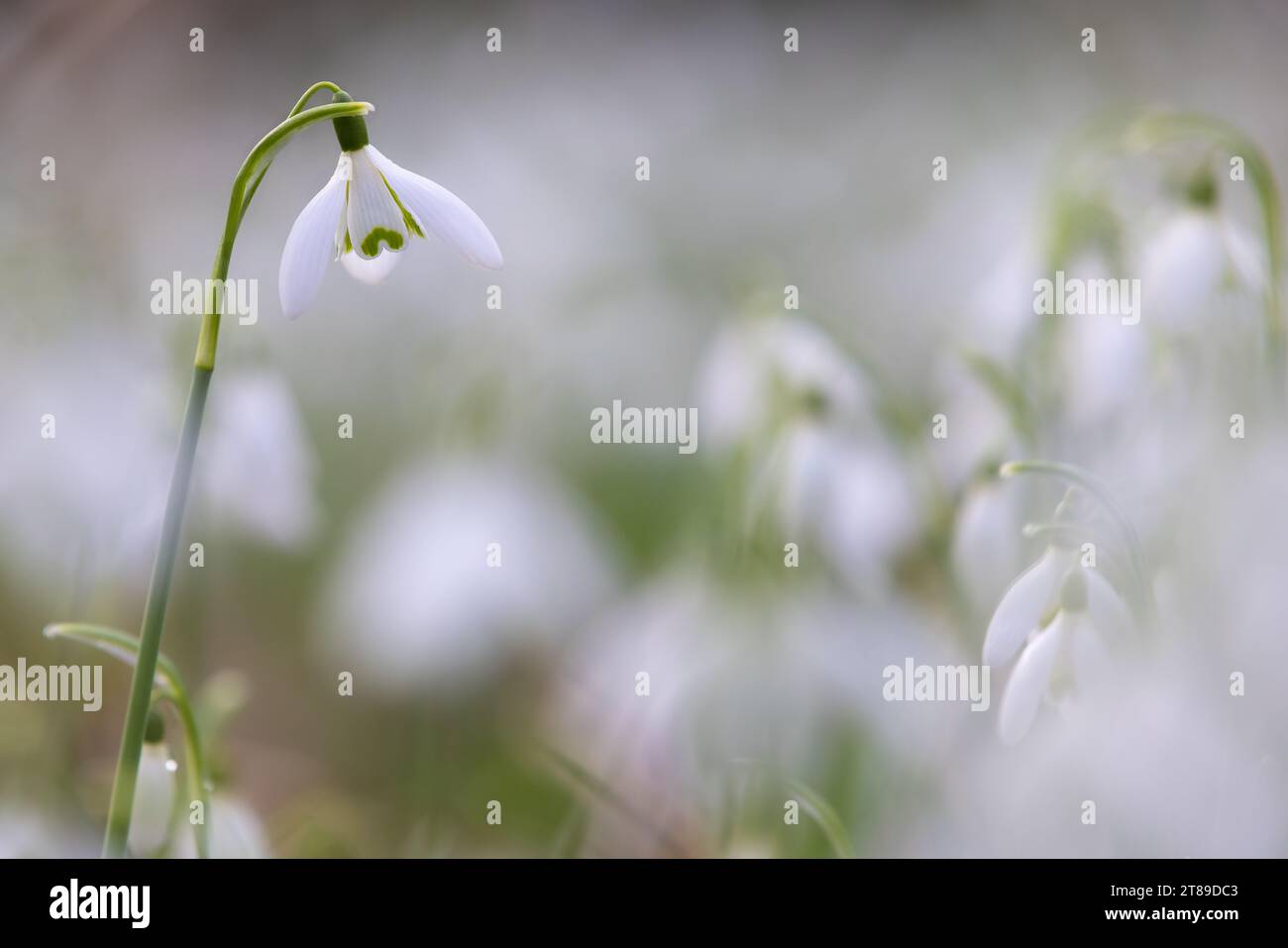 Plant snowdrop hi-res stock photography and images - Alamy