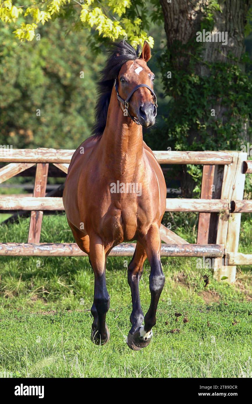 18.08.2023, Ingelheim, Rheinland-Pfalz, GER - Pferd im Galopp auf der ...