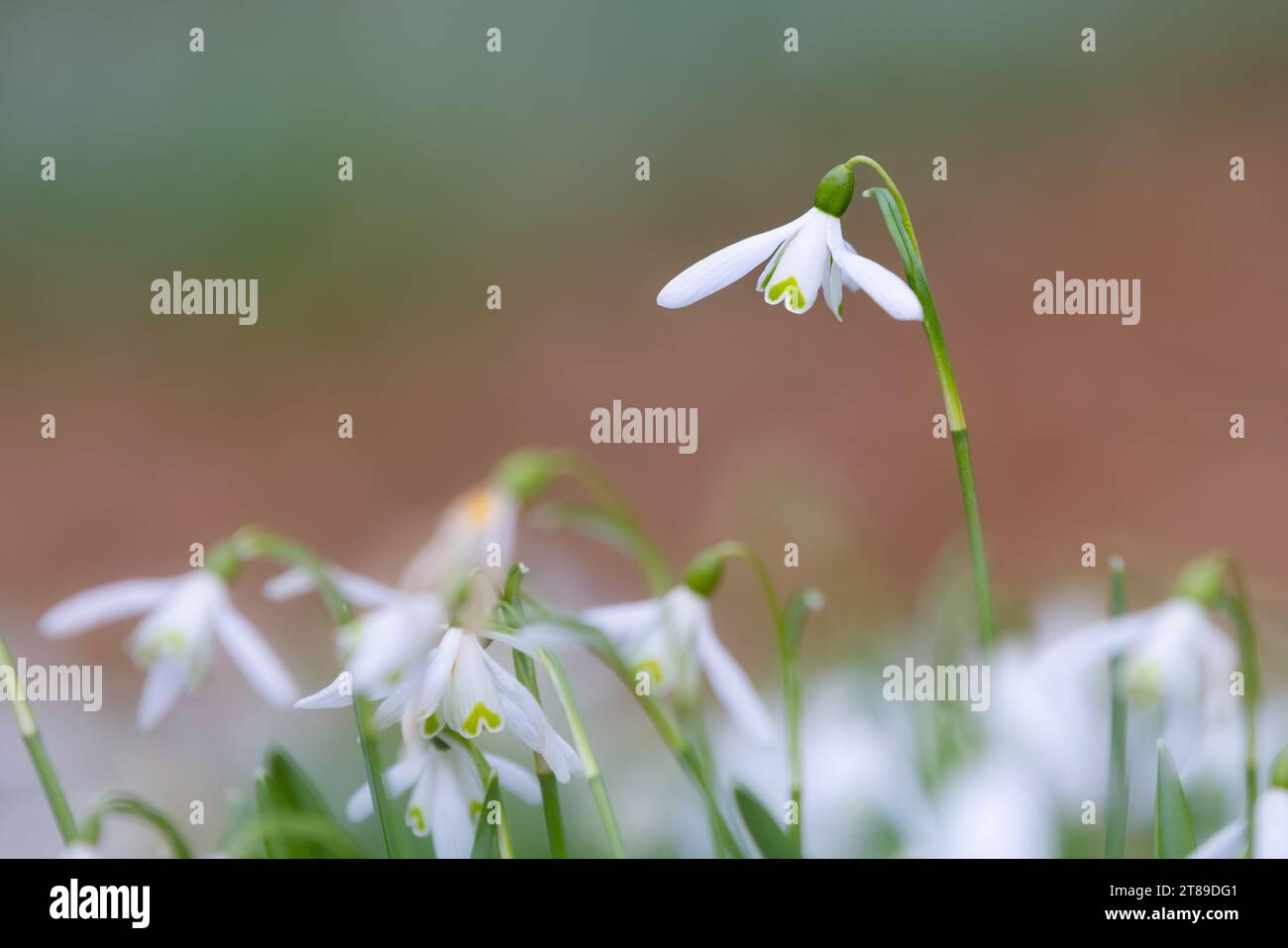 Galanthus plants hi-res stock photography and images - Alamy